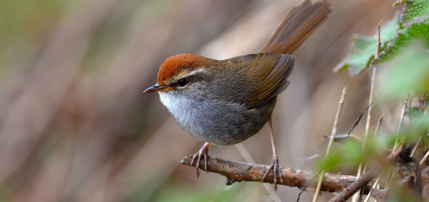 Koshi Tappu Wildlife Reserve Safari